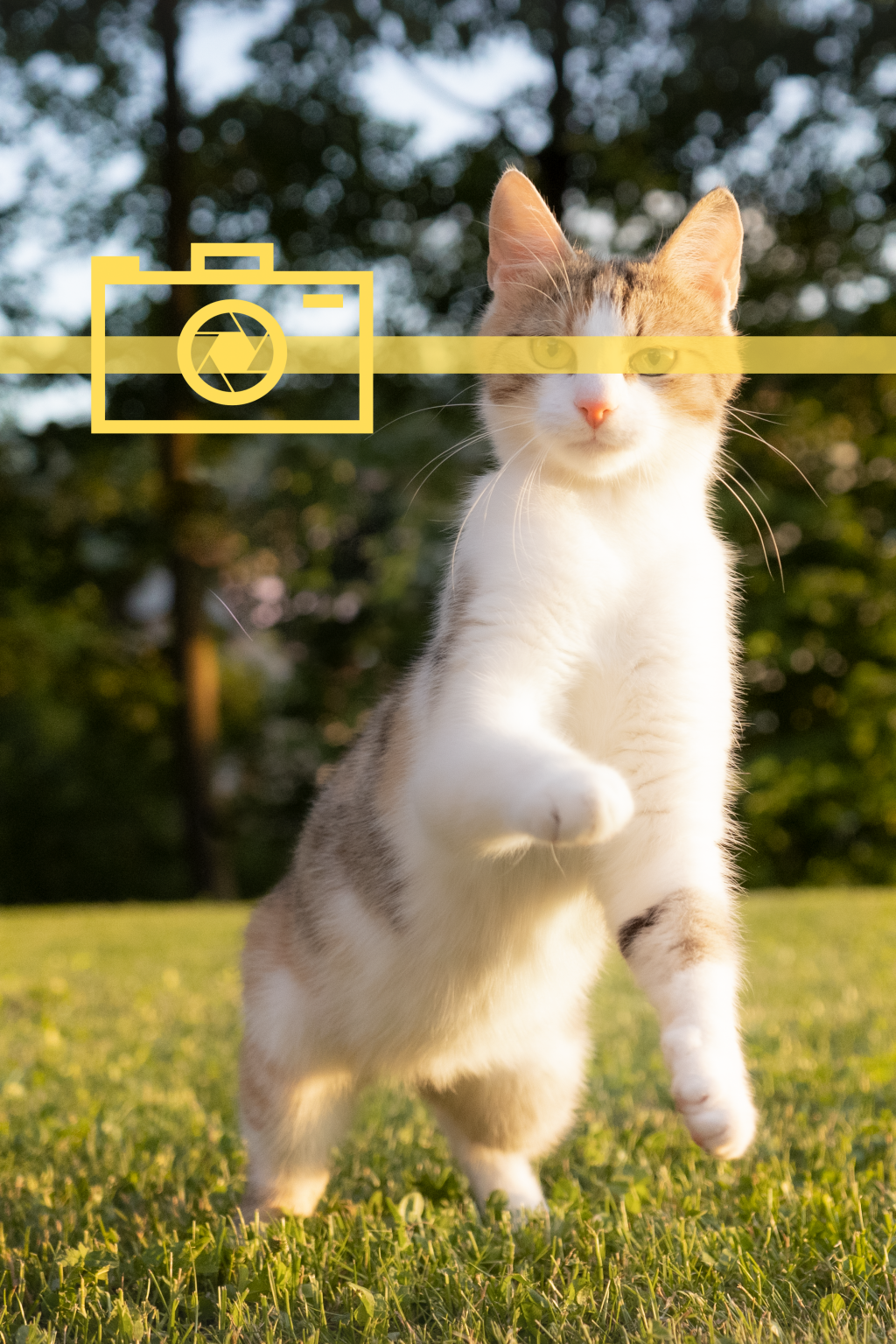 Photo Composition Basics – Dani Kos